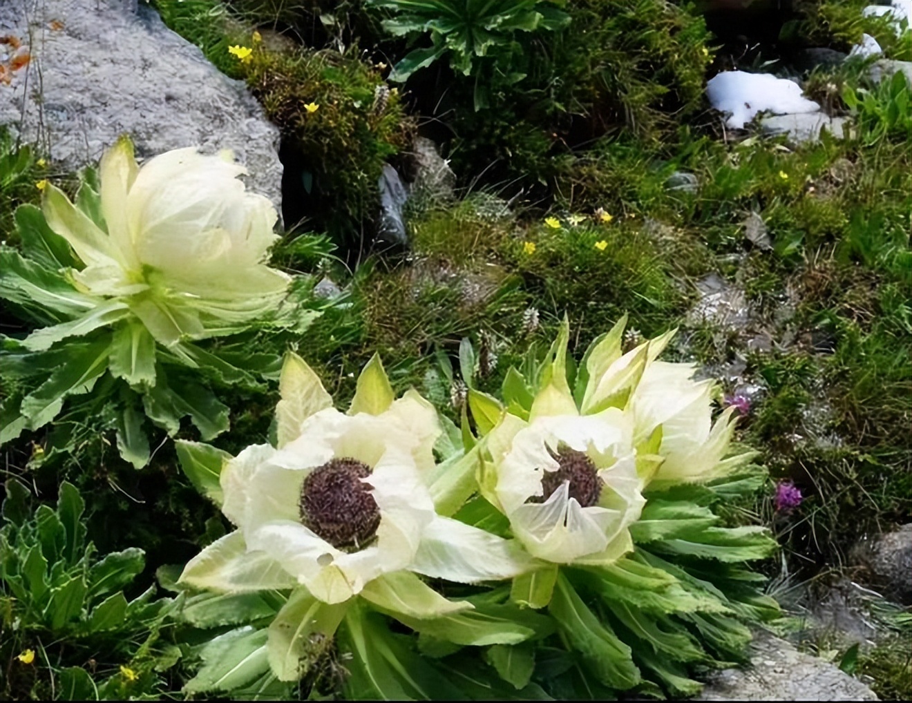 20 rare pictures! The mysterious "Flower of the Underworld" appeared in ...