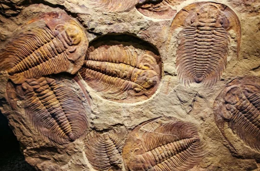 Scientist: Humans evolved from fish, and fossils are evidence to reveal ...