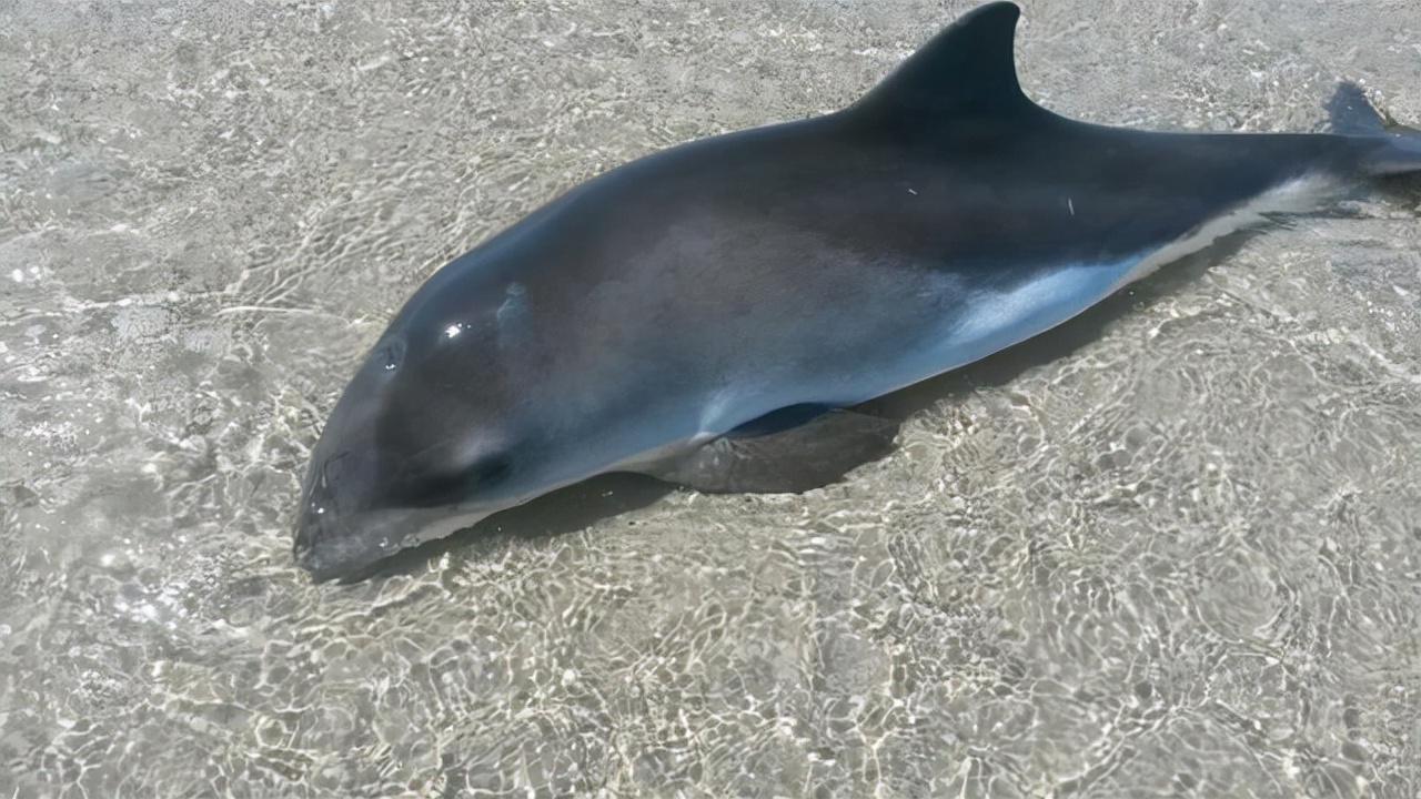 190 dolphins ran aground within 10 days, and deadly bacteria appeared ...
