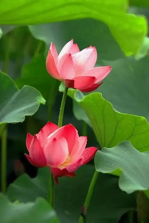 lotus praise - iMedia