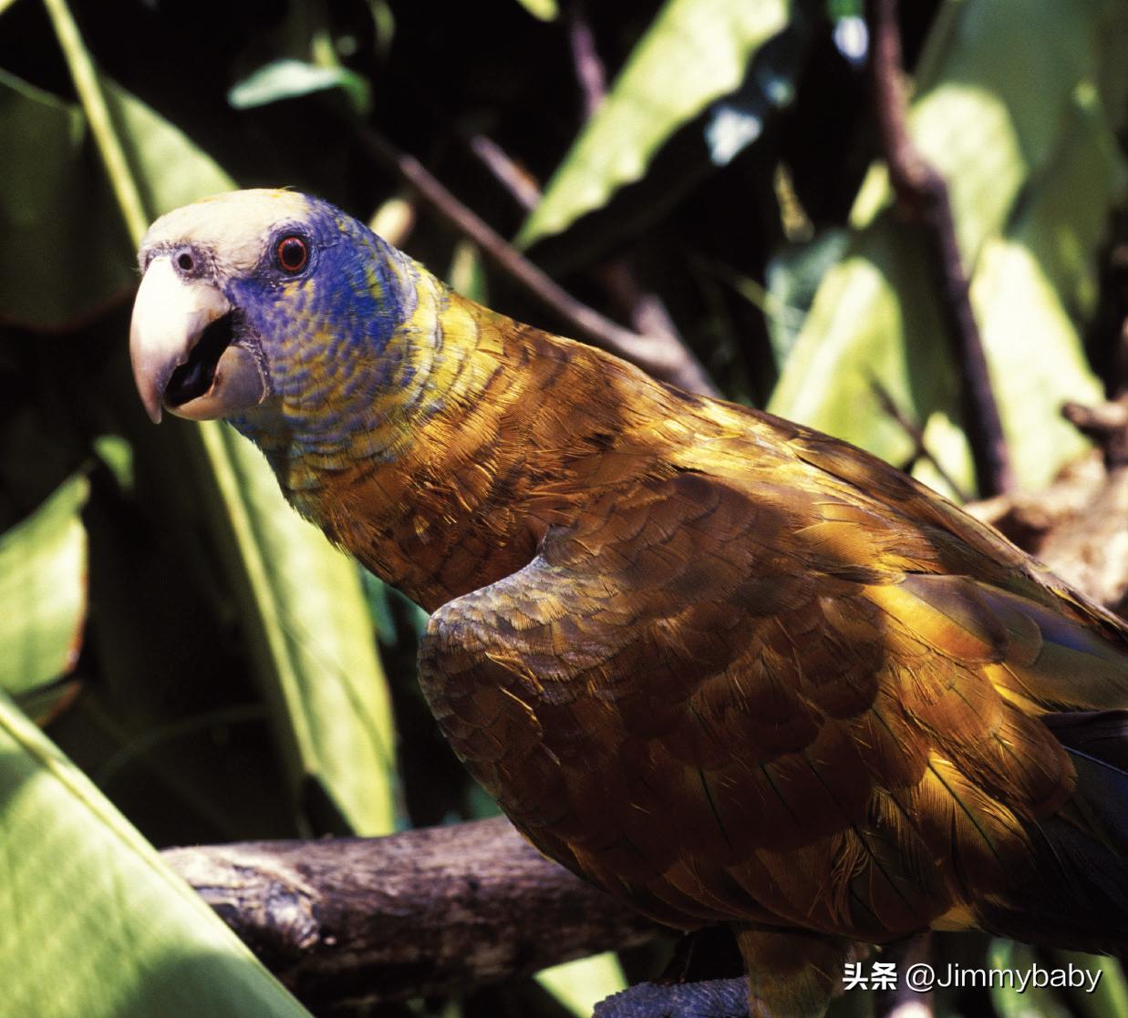 The Legend of the National Bird of the World: St Vincent's Parrot - iNEWS