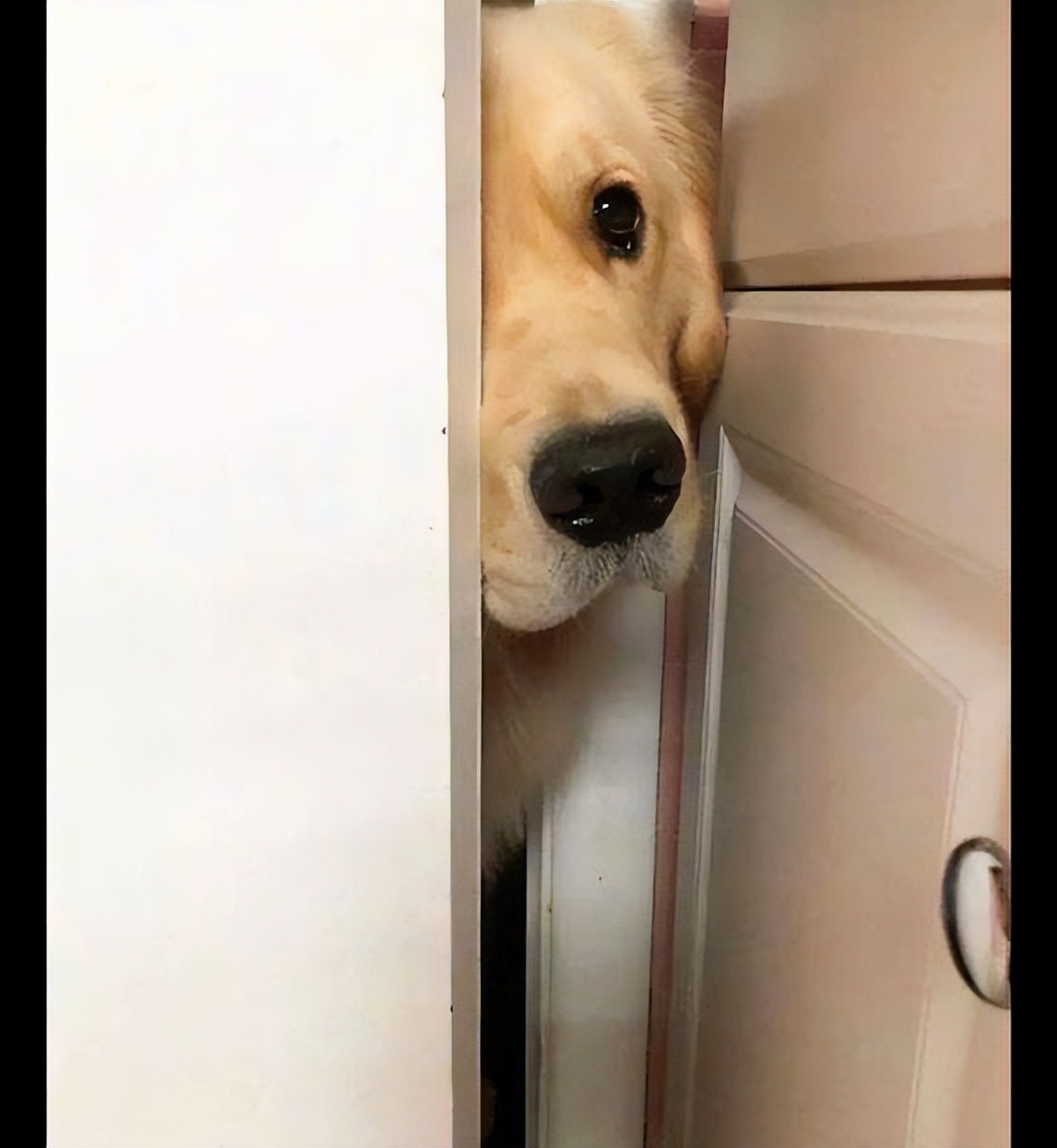 Tips for owning a dog: Dogs apologize too - iNEWS