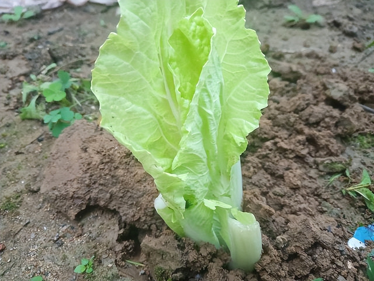 When transplanting cabbage seedlings, what is the three roots of water ...