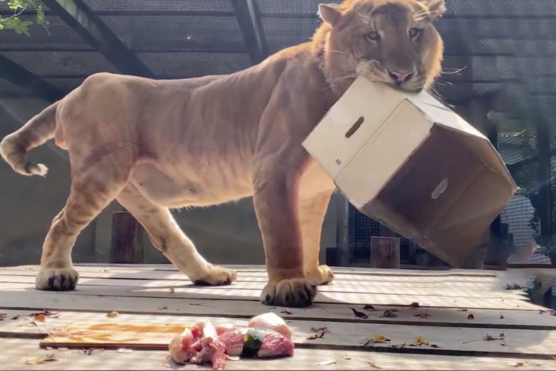 The wild "biao" appeared in Guangxi. Why did a tiger give birth to ...