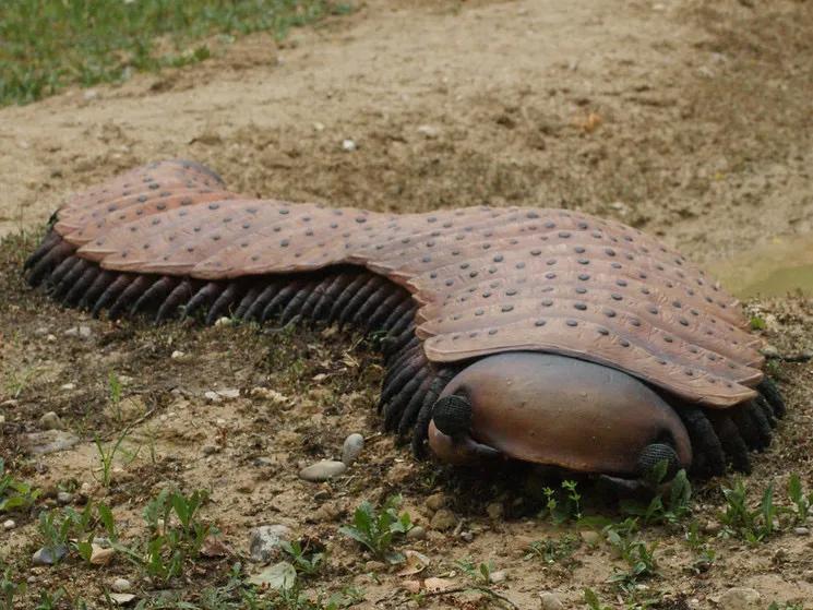 The largest centipede ever on earth? - iNEWS