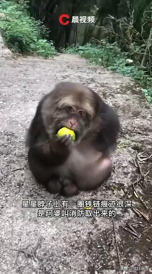 The one-armed monkey has become a mascot due to misfortune - iNEWS