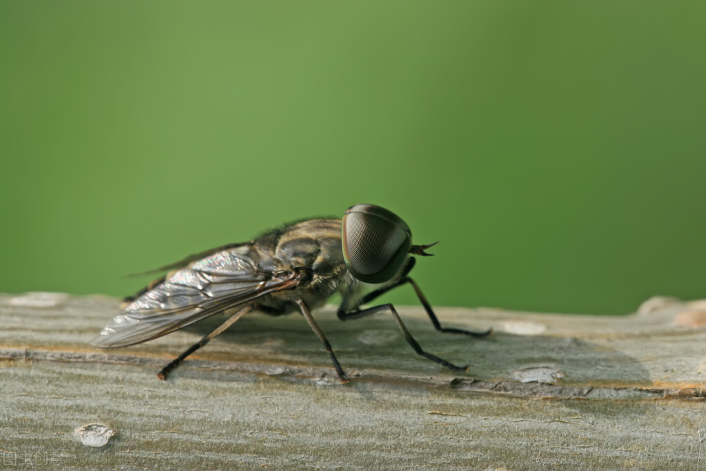Why do flies twist their heads off to play?Why can't it survive? - iNEWS