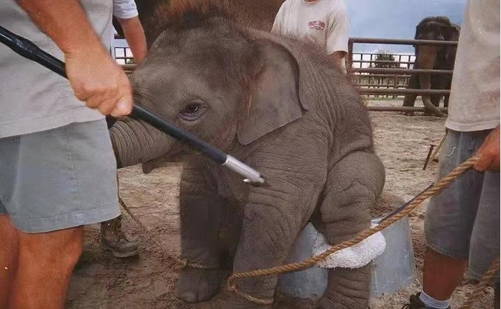 Relay to save Molly the baby elephant - iNEWS