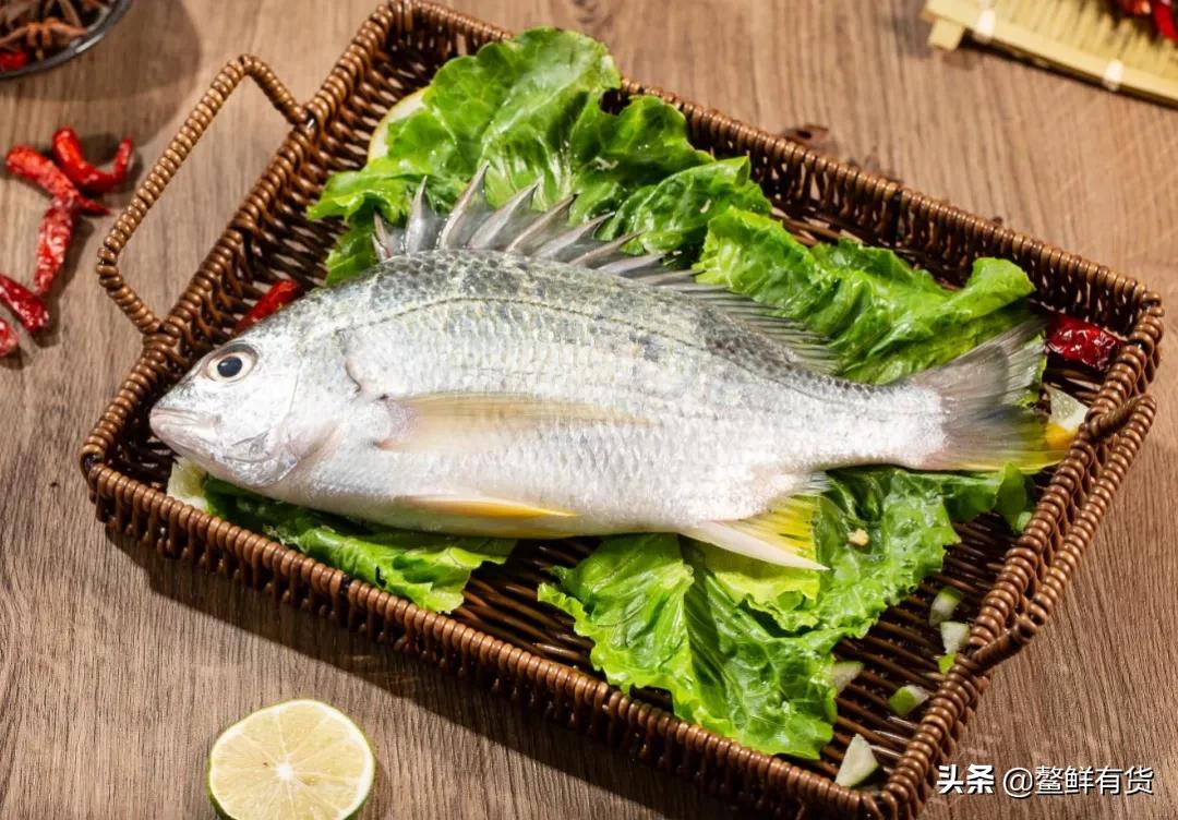 Yellow fin fish, confinement fish in southern Fujian, this method is ...