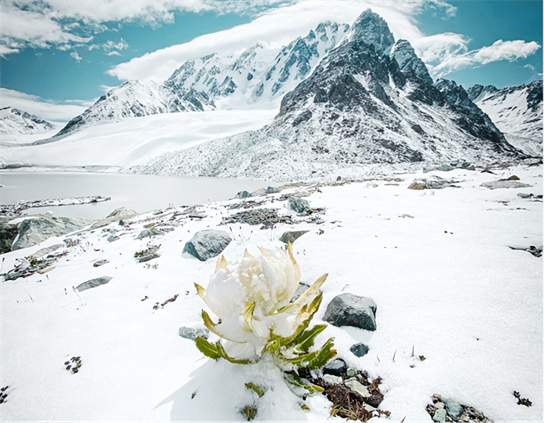 The indissoluble bond between Li Bai and Xinjiang: "Qinglian layman ...