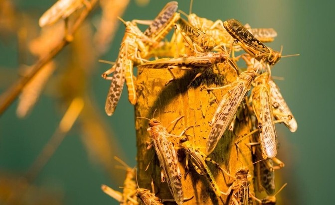 Why are locusts, which have been a scourge to Chinese farmers for ...