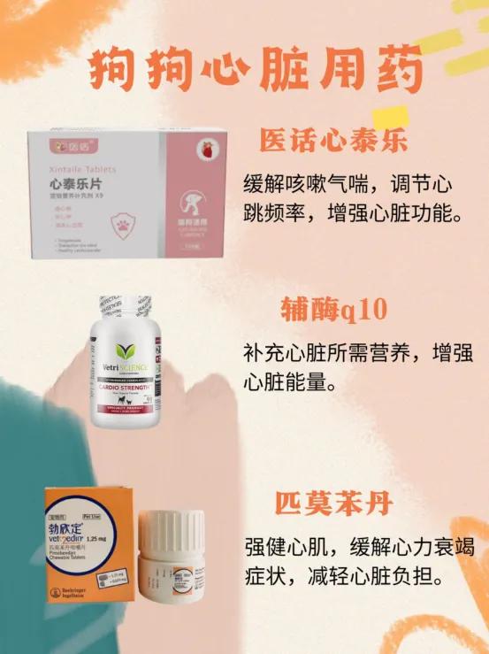 Heart Defense Battle, summer only! Your dog's health depends on you - iNEWS