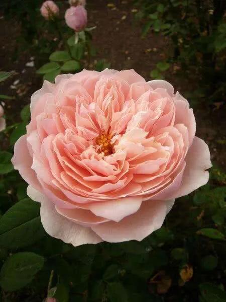 Gorgeous Annick Castle Rose - iNEWS