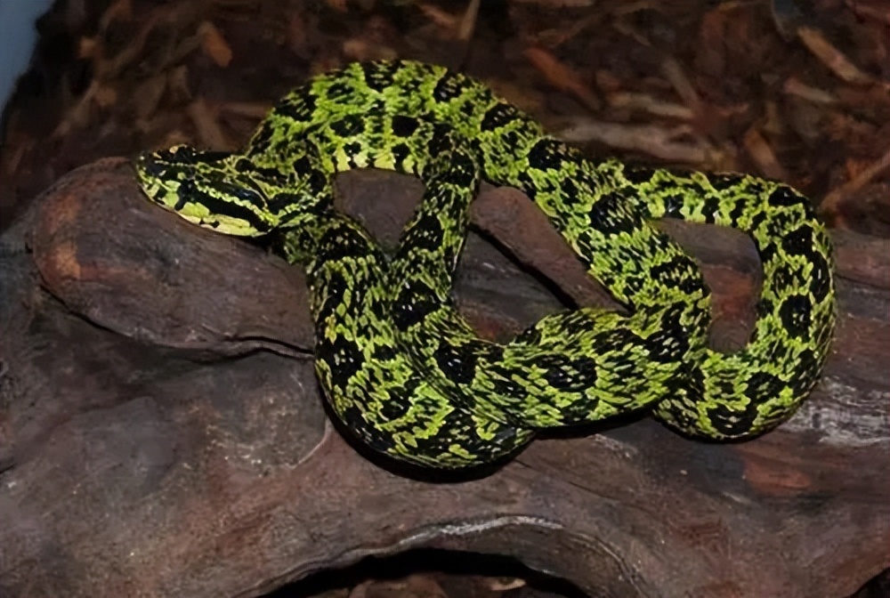 Do you dare to attack this poisonous snake?Encounter it only death - iNEWS