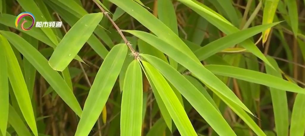 Exploring the rare bamboo garden, Jinyuanbaozhu, have you seen it? - iNEWS