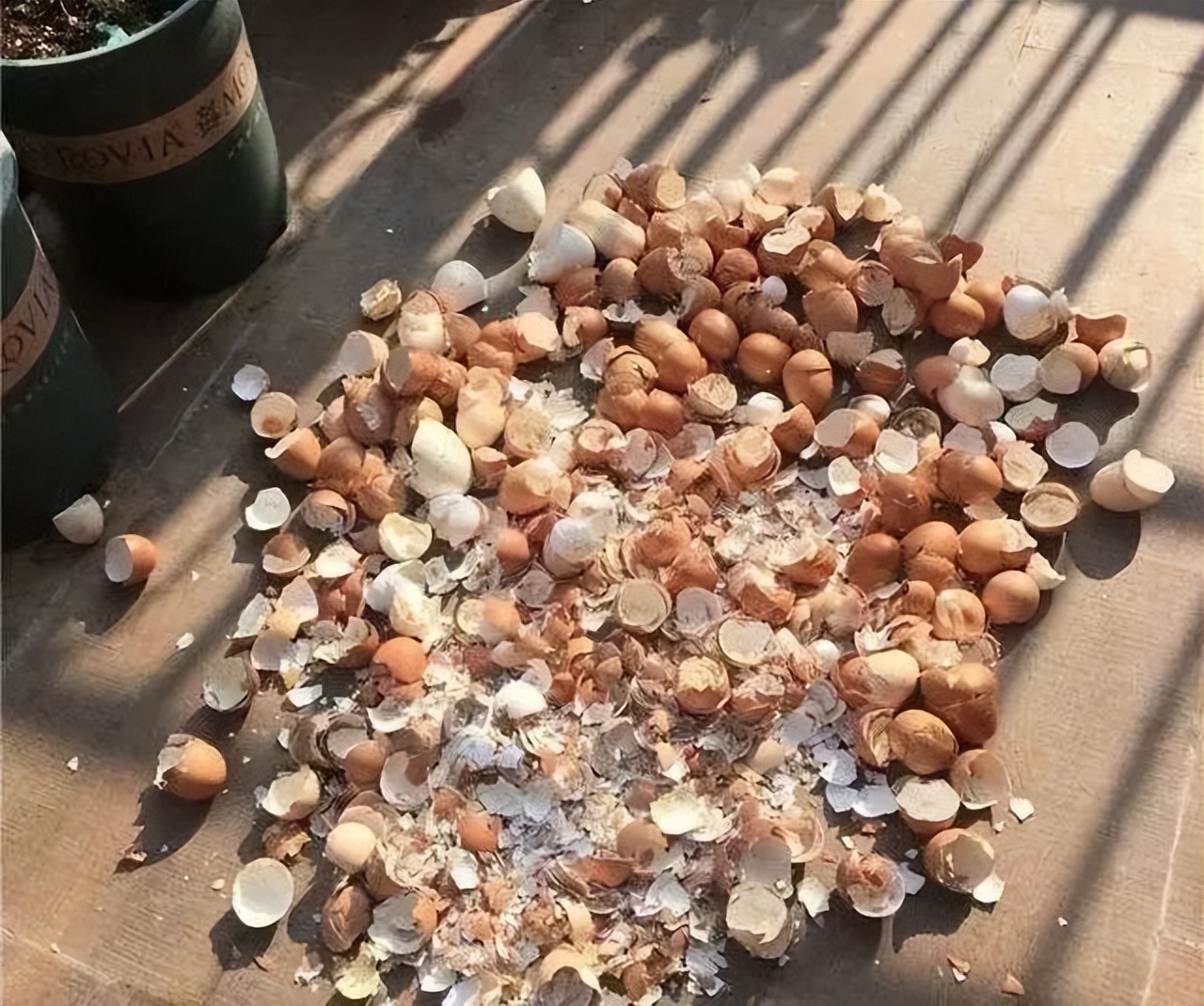 Simple treatment of egg shells and banana peels is a good flower ...