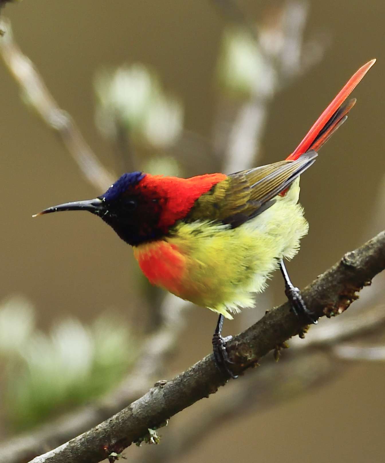 Lushui: It is the breeding season of fire-tailed sunbirds, and ...