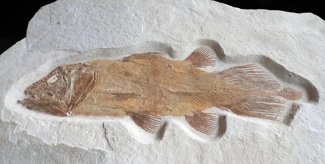 Scientist: Humans evolved from fish, and fossils are evidence to reveal ...