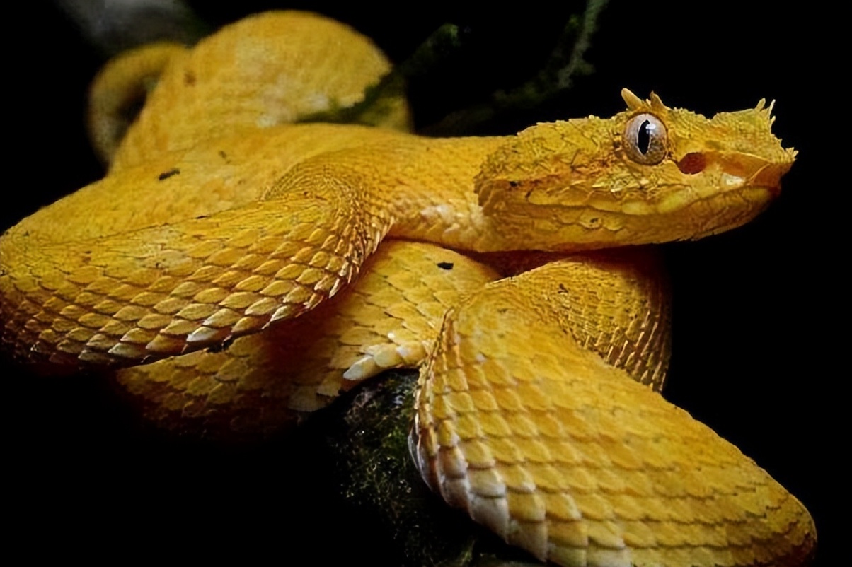 Does the pheasant-neck snake in the Tomb Raiders Notes really exist ...