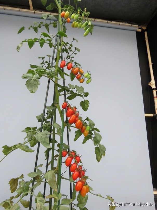 Home Vegetable Garden - Mini Tomato "Cherry Tomato" Home Planting Guide ...