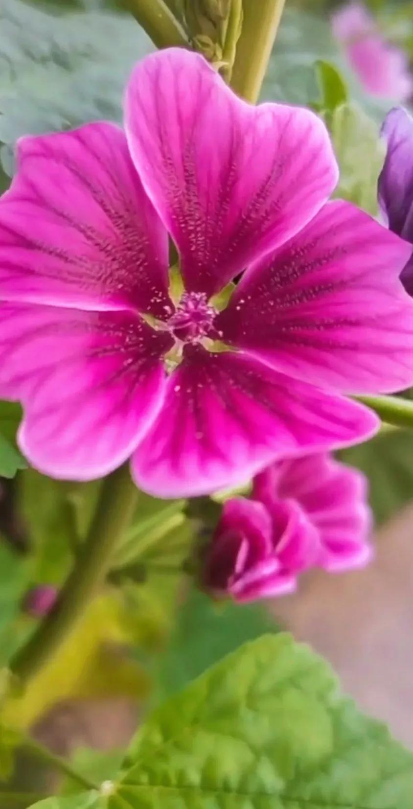 Share the picture, the mallow flowers are elegant and charming, the ...