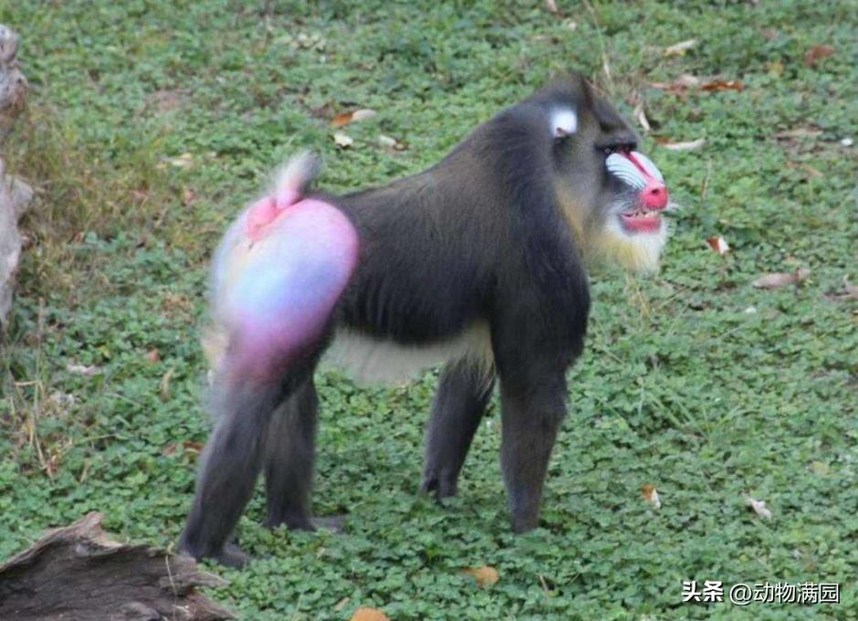 Species Encyclopedia: Mandrill - iNEWS