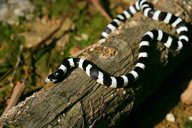 Top 10 Best Pet Snakes to Keep - iMedia