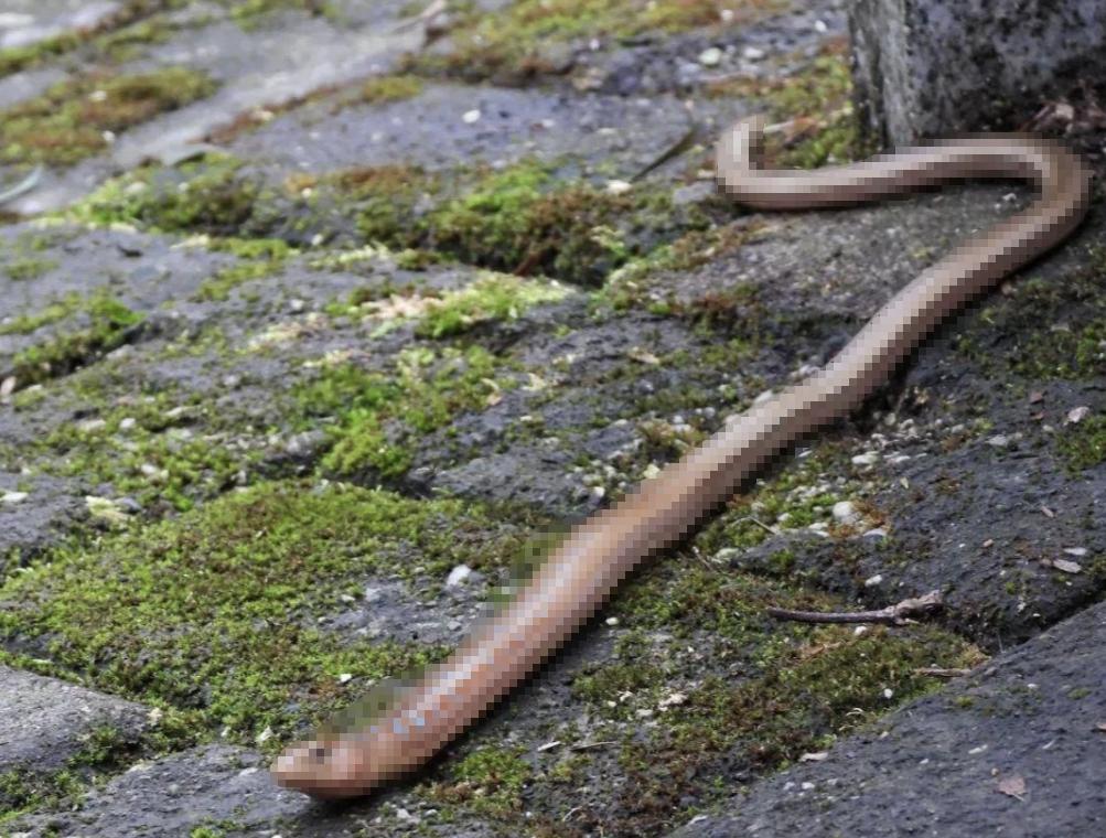 The "broken snake" in the old man's mouth is a hybrid of a snake and a ...