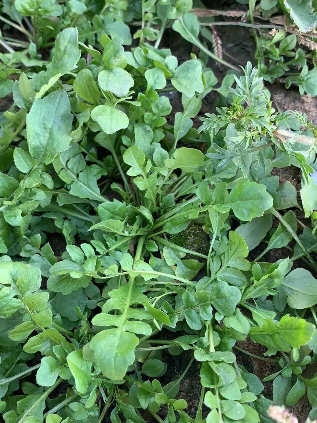 Wild Vegetables in My Hometown (2) - iMedia
