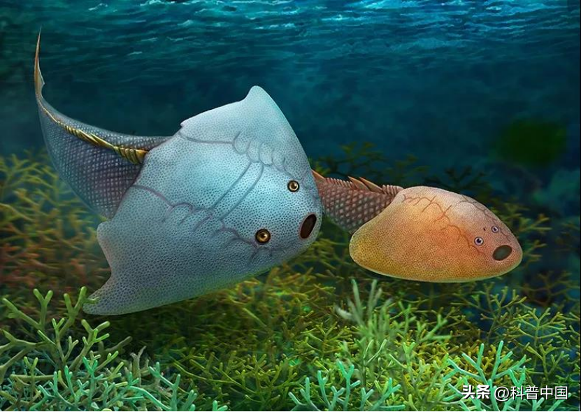 Without "chin" and "chin", they are miserable - iNEWS