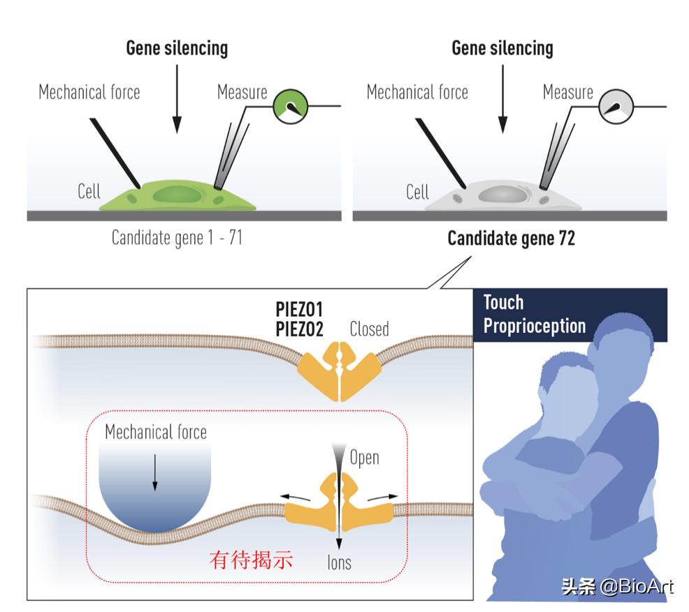 Open with force: Xiao Bailong/Li Xueming collaborate to reveal how PIEZO1 feels mechanical force ...