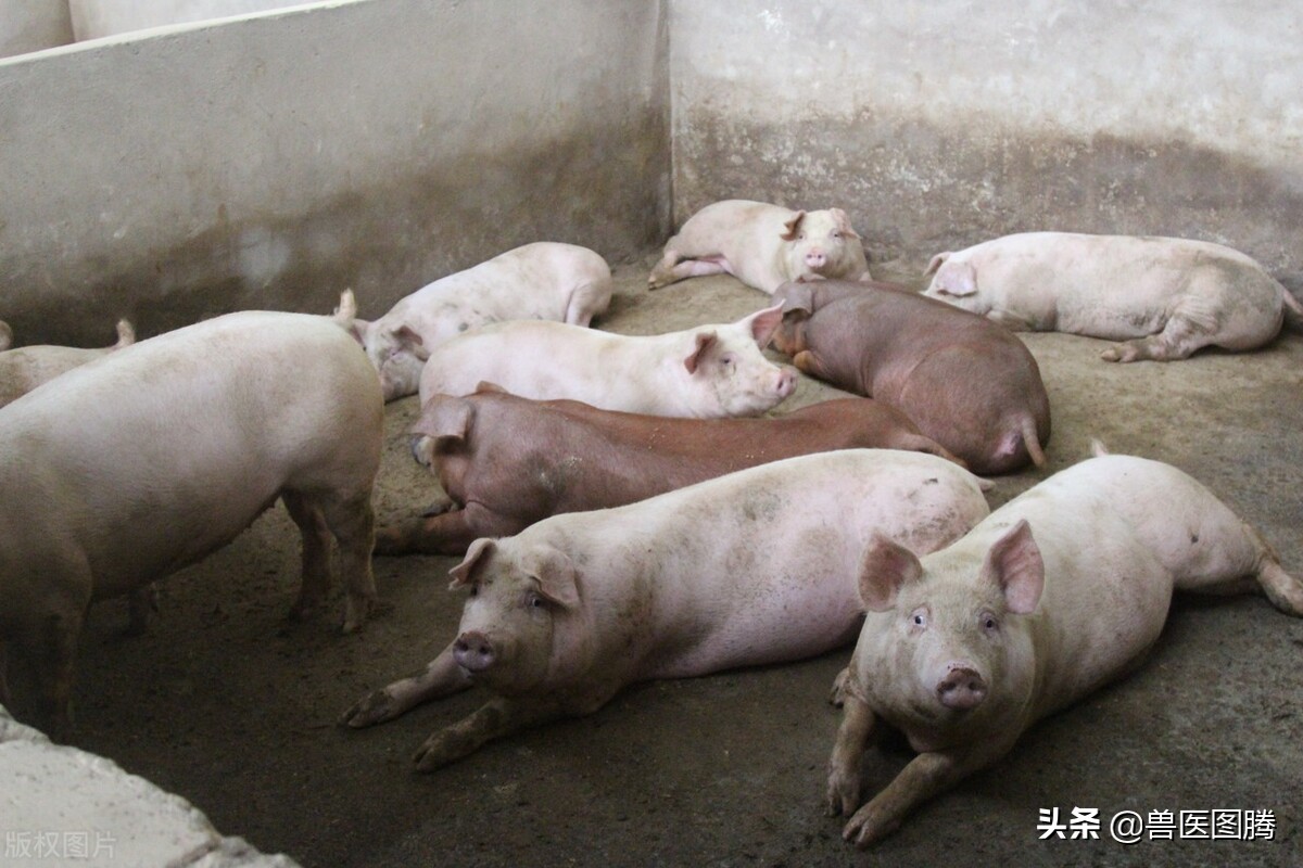 What causes constipation in pigs?Are pigs not eating food related to ...