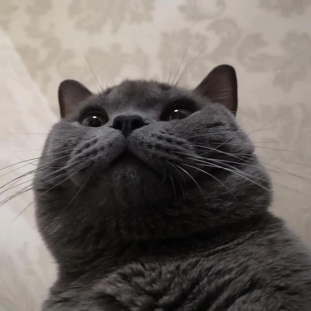 "Fat Blue" is obviously very cute, but there are fewer and fewer people ...