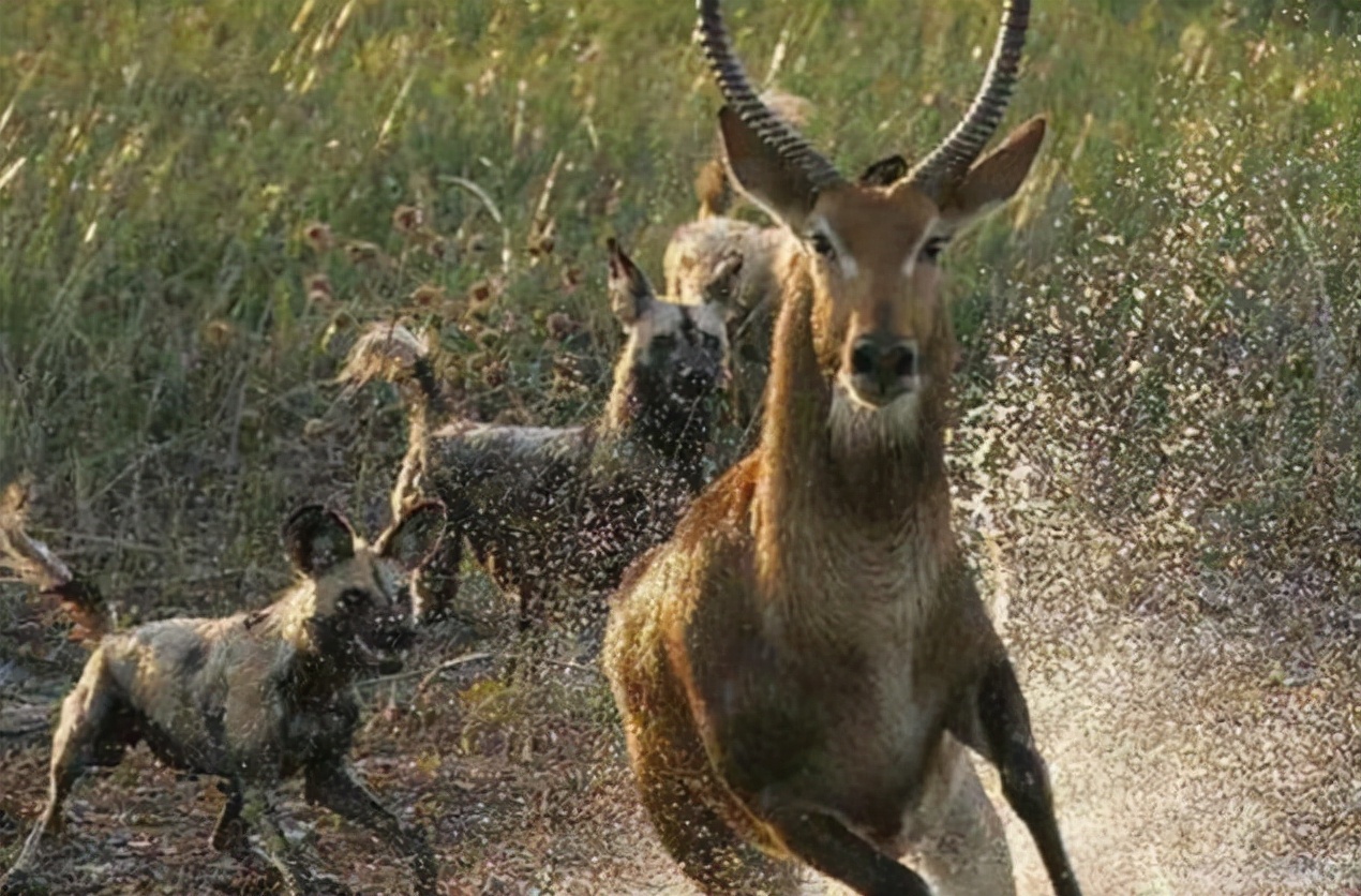 African wild dogs are good at teamwork, cunning and changeable ...