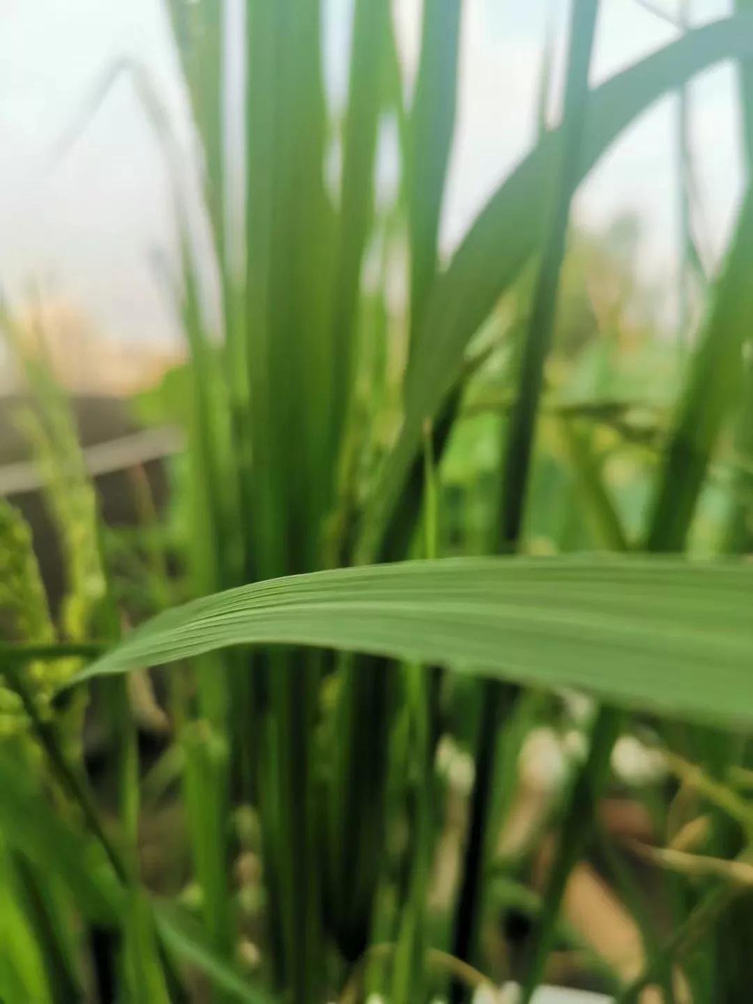 The fragrance of rice flowers on the balcony, different beauty ...