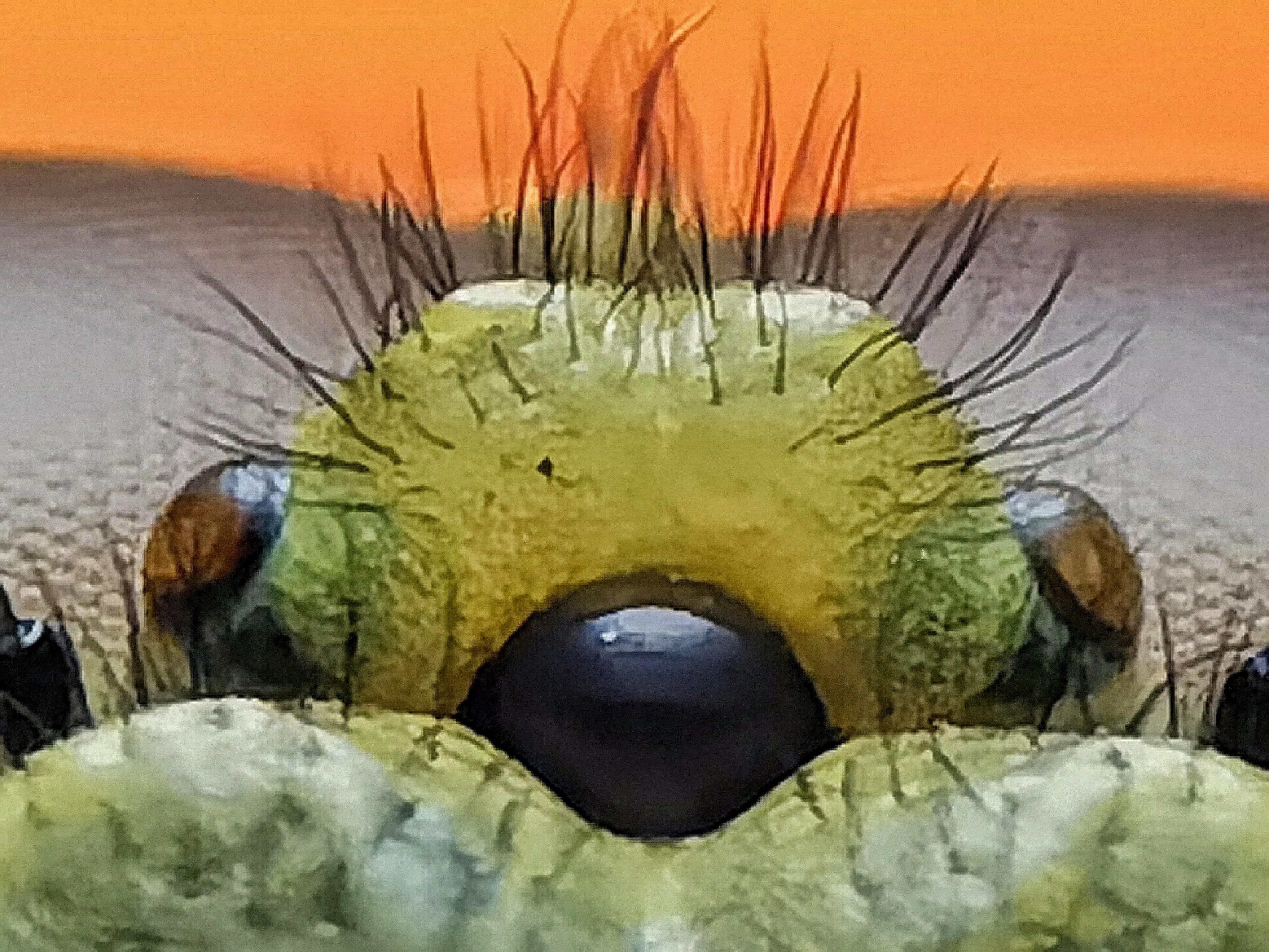 The dragonfly's eye you've probably never seen - iNEWS
