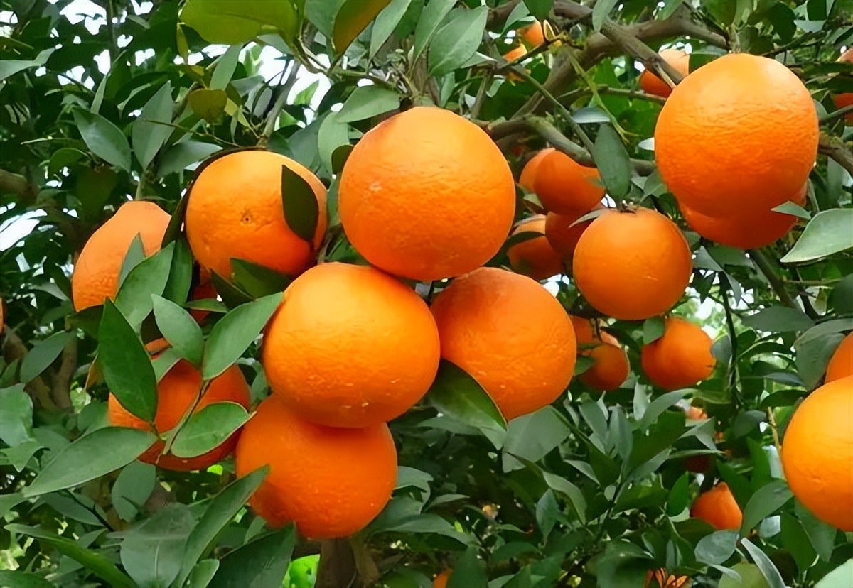 The sweet orange, known as the "sunshine in the palm of your hand", is ...