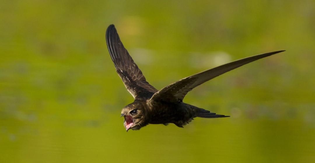 The "footless bird" Swift, who flies and sleeps during its life ...