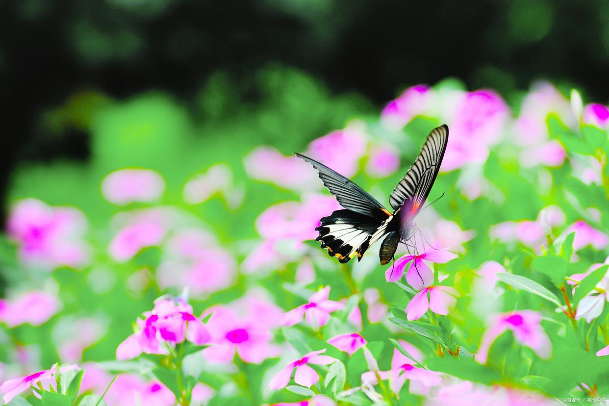Yang Wanli's 10 most classic poems, fresh and lively, full of interest ...