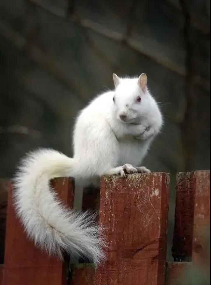 What does a mutant squirrel look like? - iNEWS