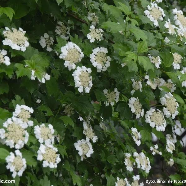 Types of Edible Berries - iNEWS