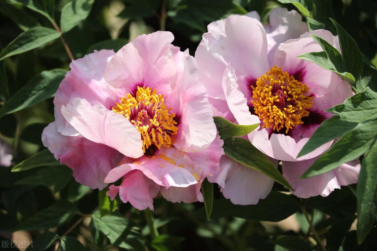 Planting one tree of this flower means prosperity and prosperity. - iNEWS