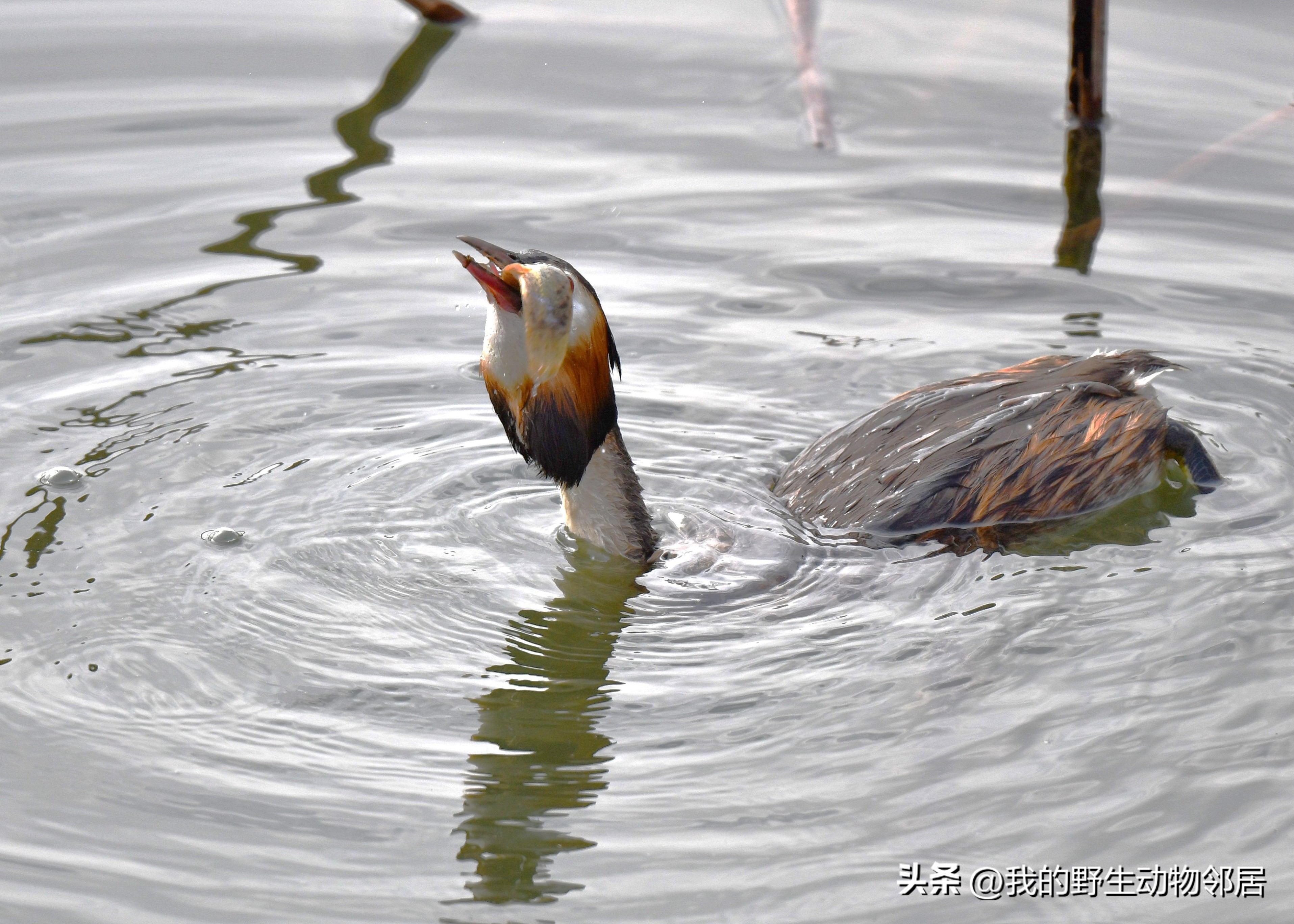 Fish are eaten in different ways, some are straightforward... - iMedia