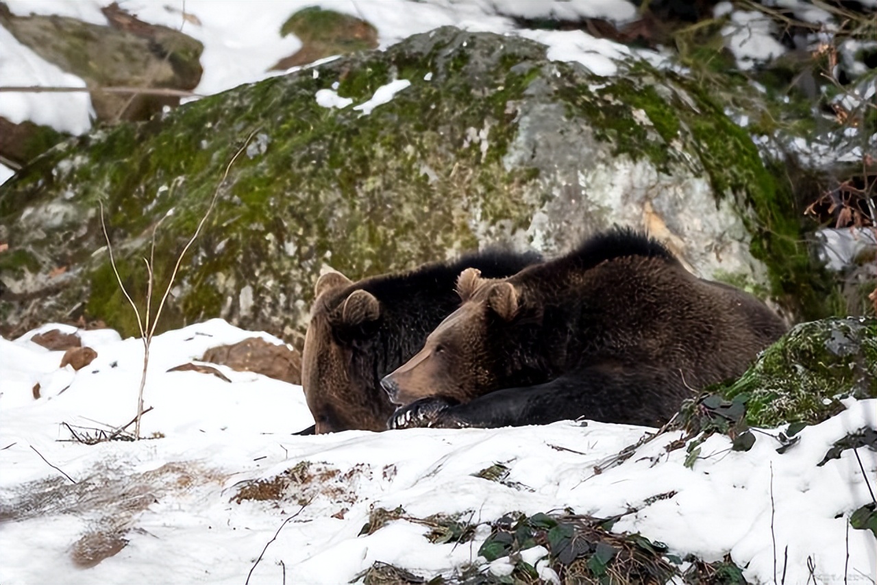 Will bears be attacked by tigers, wolves, etc. during hibernation, and eaten in their sleep ...