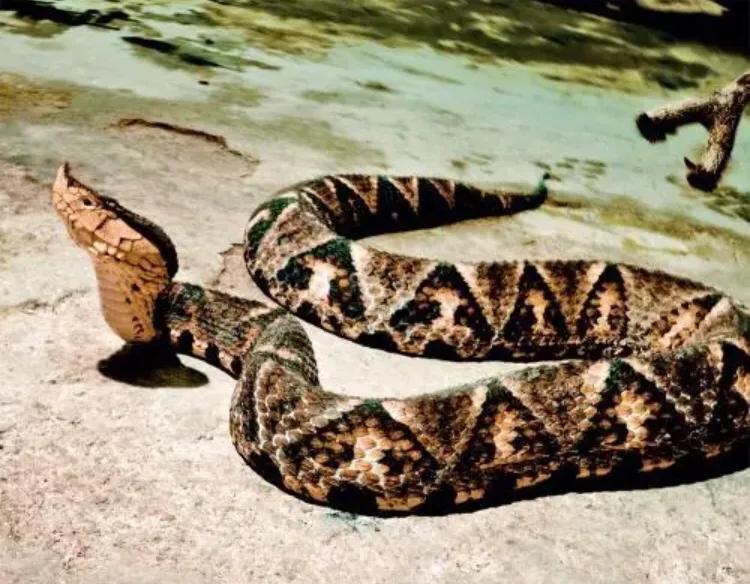 Where does the name of the five-step snake come from, can it really ...