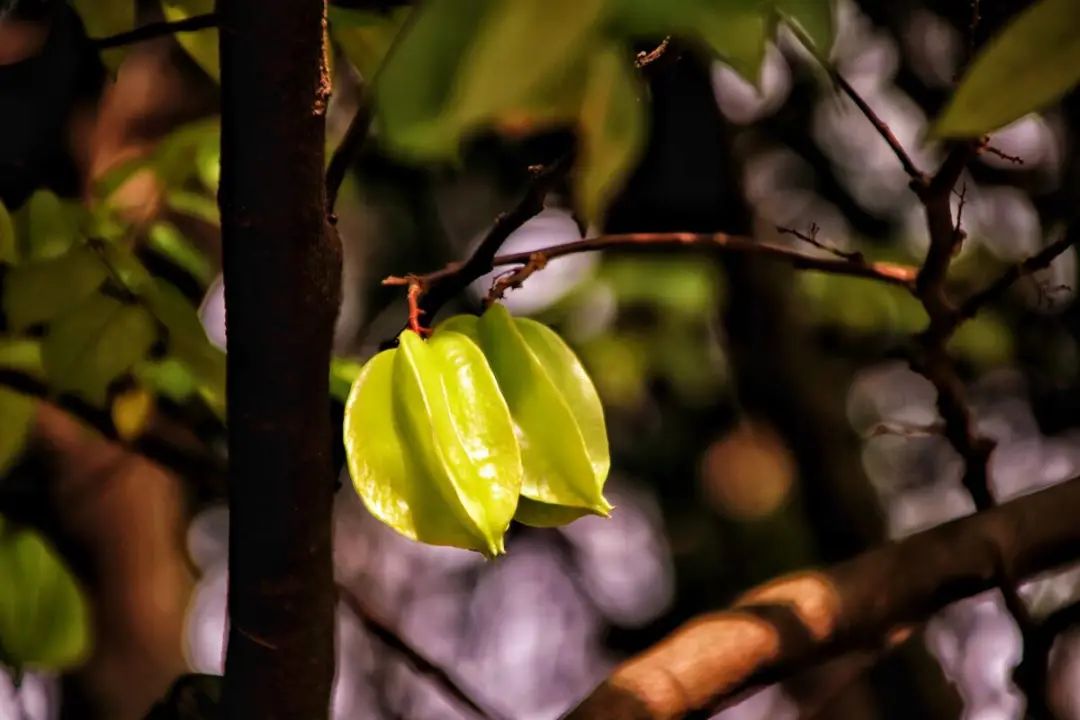 The taste of star fruit is ordinary, why is the price so expensive?3 ...