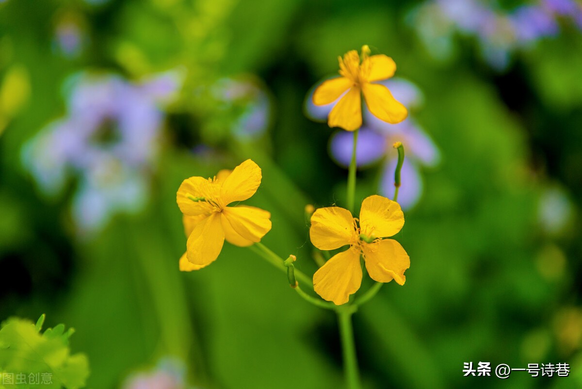 A relatively obscure Song poem has actually written the taste of Tang ...