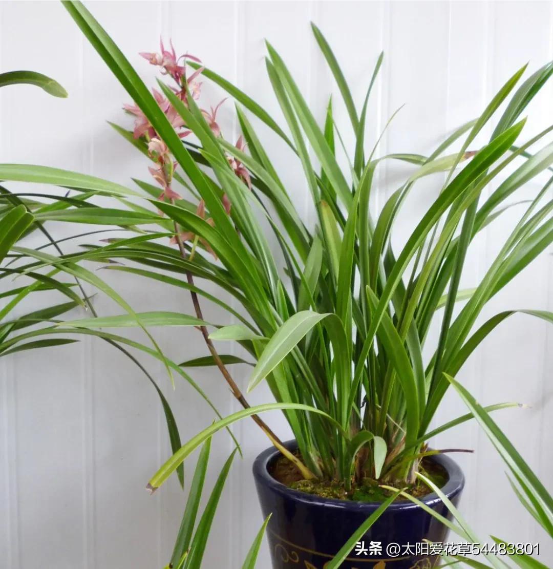 To grow orchids in summer, master the "2 joys and 2 fears", the leaves ...