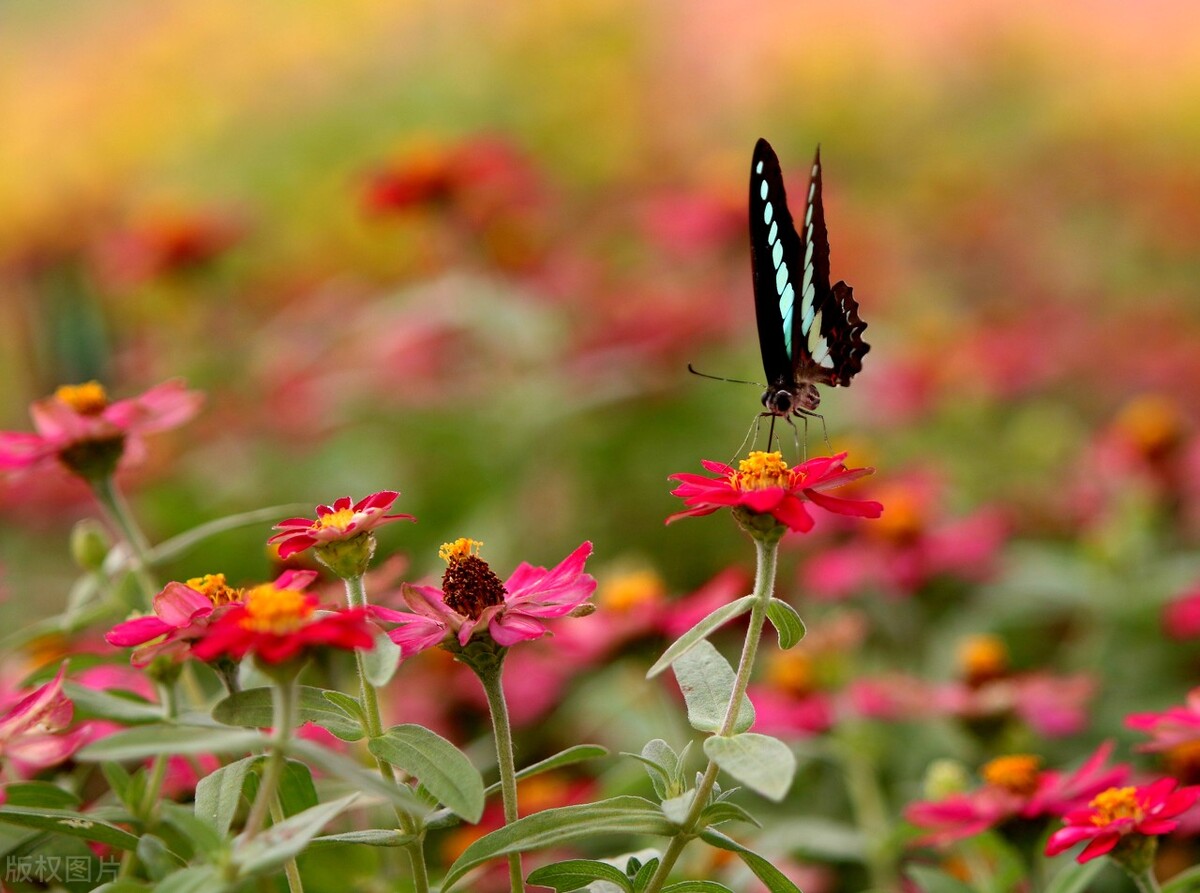 Zhuang Zhou's dream of butterfly - iNEWS