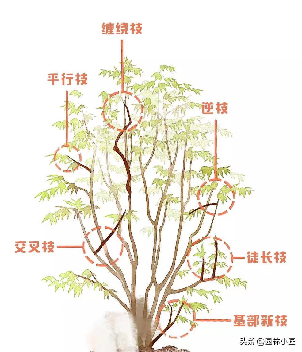 How are maple trees pruned in the garden? - iNEWS